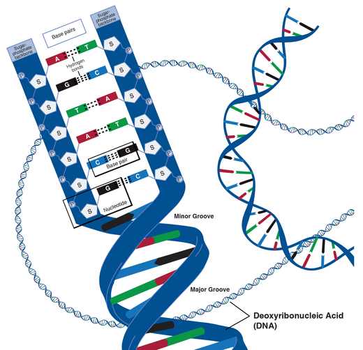 The Differences Between DNA and RNA Explained With Diagrams - Owlcation