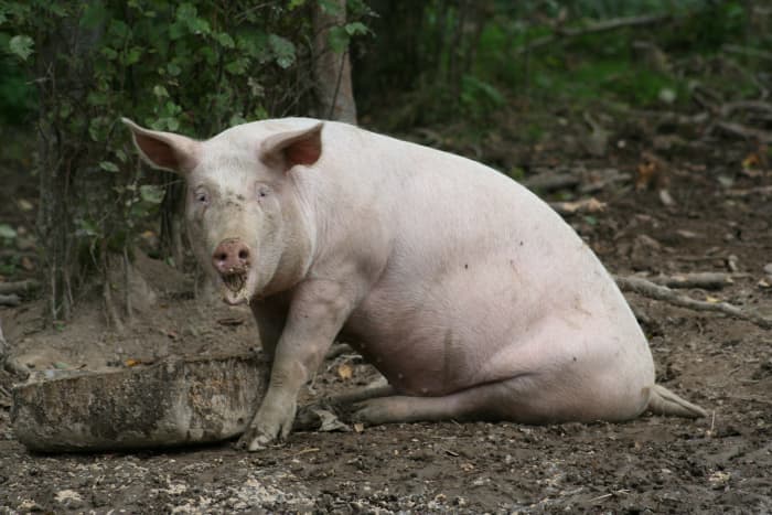 Characteristics of Subversive Literature - Owlcation