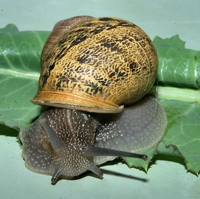 Blood Color in Humans and Animals: Pigments and Body Facts - Owlcation