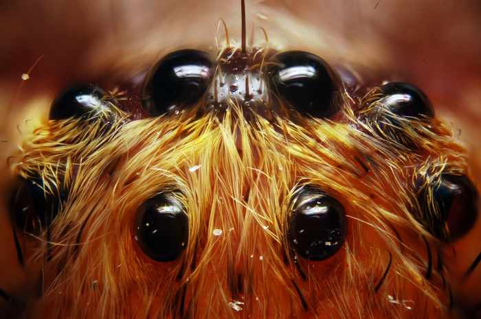 How Many Eyes Does a Spider Have? What Do Spider Eyes Look Like ...