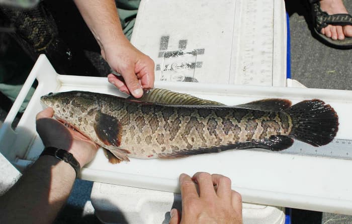 Snakehead Fish: Invasive Predators in North America - Owlcation