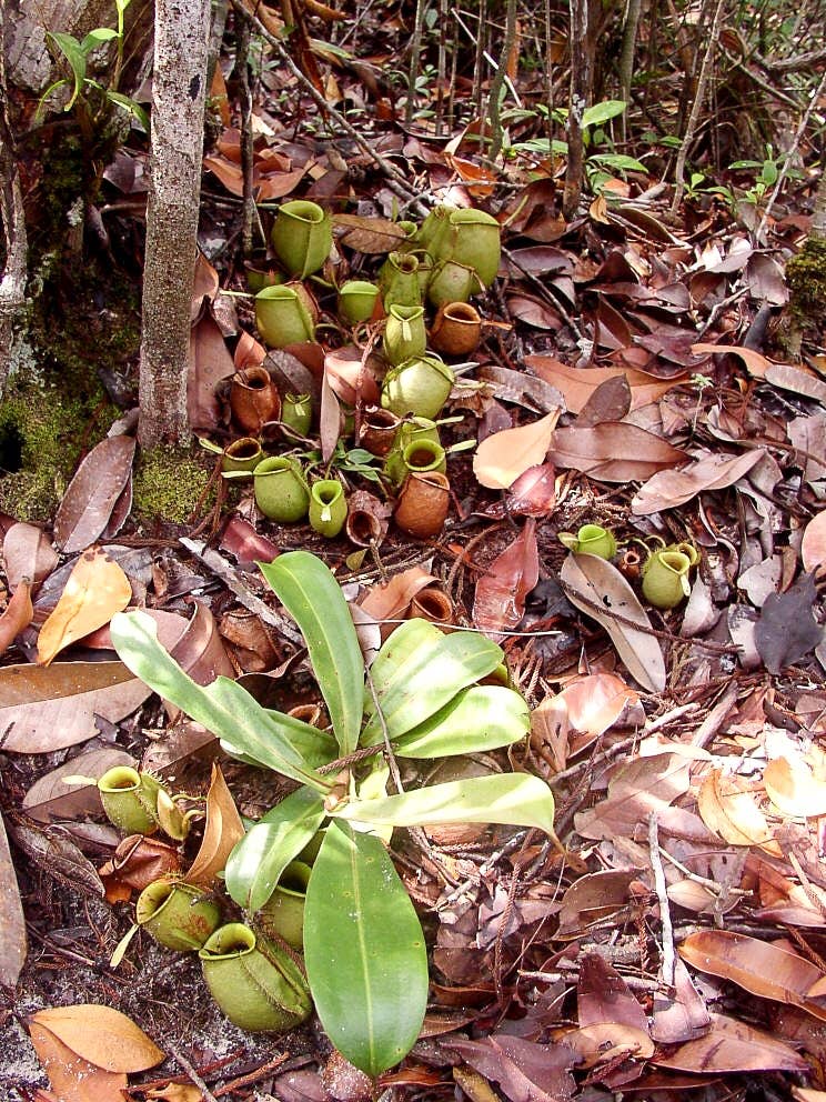 Facts About Pitcher Plants and Enzymes That Digest Gluten - Owlcation