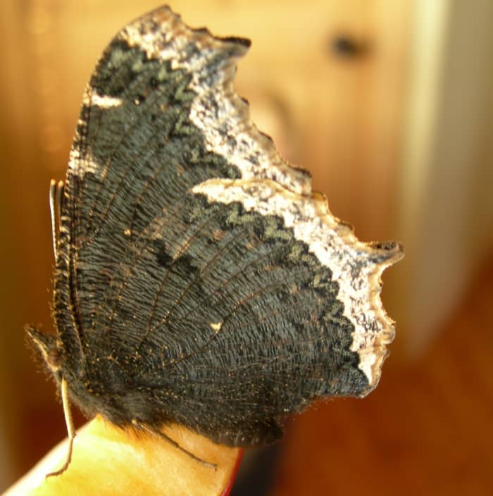 The Lifecycle of the Mourning Cloak Caterpillar to a Butterfly - Owlcation