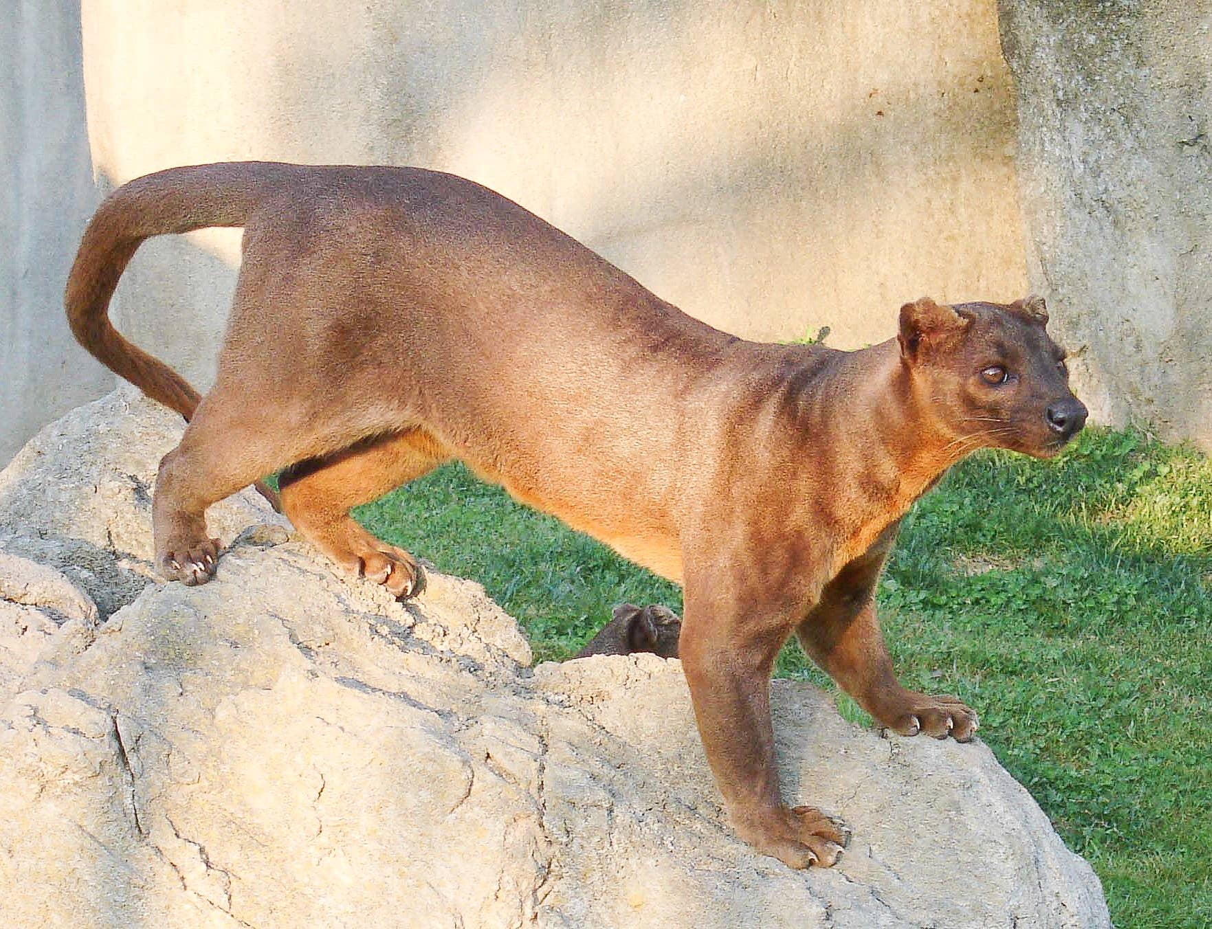 Fossa Facts: A Predator and Mongoose Relative in Madagascar - Owlcation