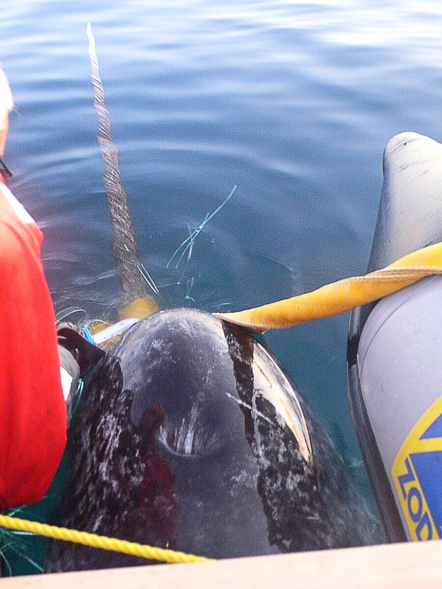 Narwhal Facts: The Fascinating Unicorn Whale of the Arctic - Owlcation