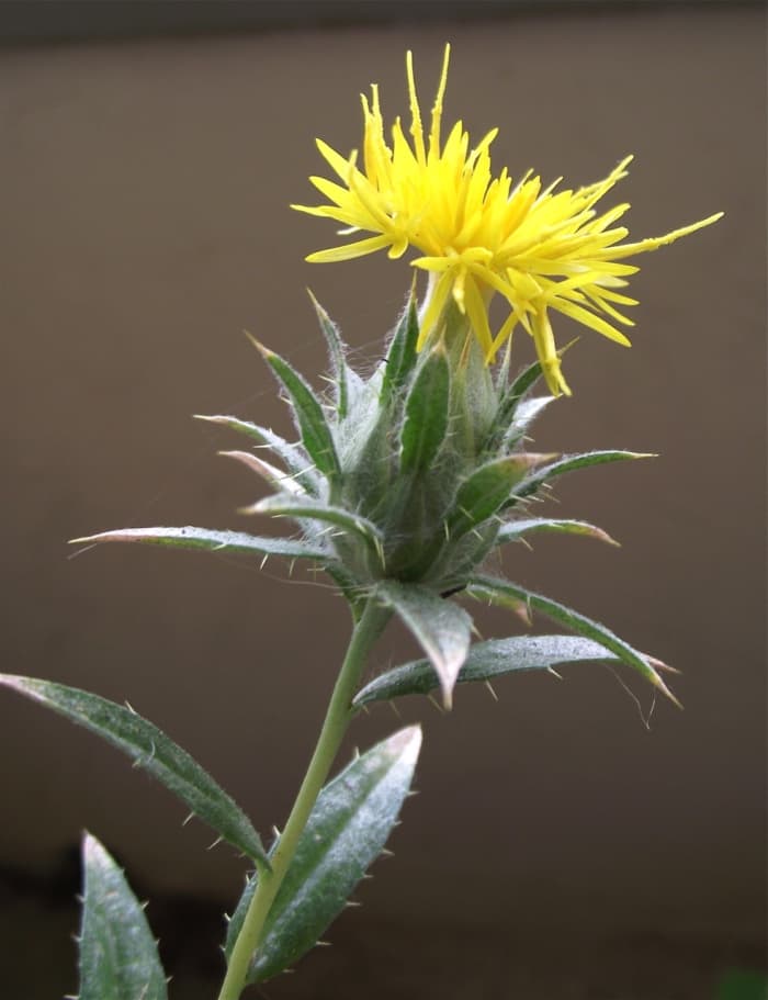 Safflower Plant Facts and Uses: Vegetable Oil, Dye, and Insulin - Owlcation