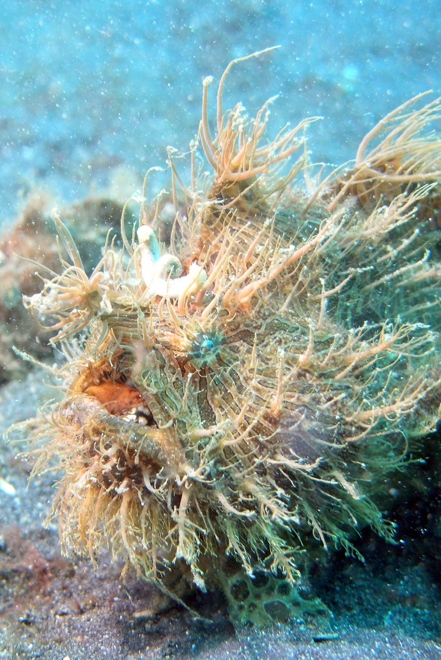 17 Ugly Fish and Weird Sea Creatures - Owlcation