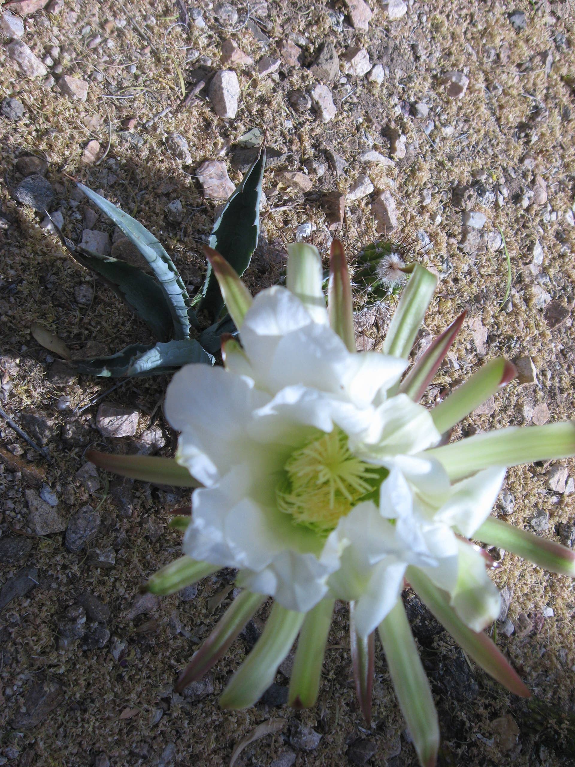 Peruvian Apple Cactus and Its Night Blooming Flowers - Owlcation