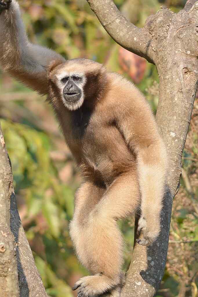 Gibbons: Interesting Facts About Vocal and Endangered Apes - Owlcation