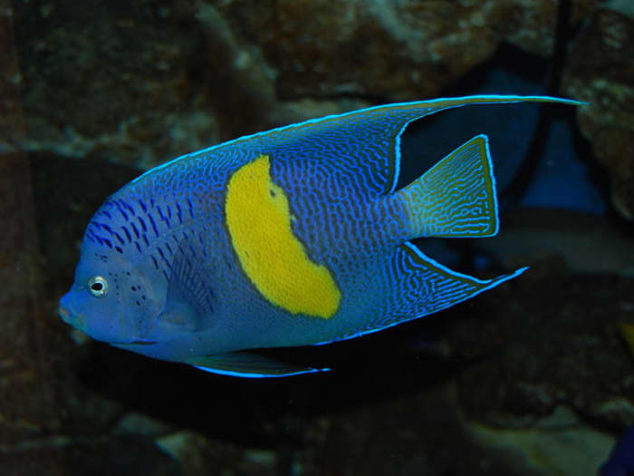 The Top 10 Spectacular Blue Coloured Fish - Owlcation