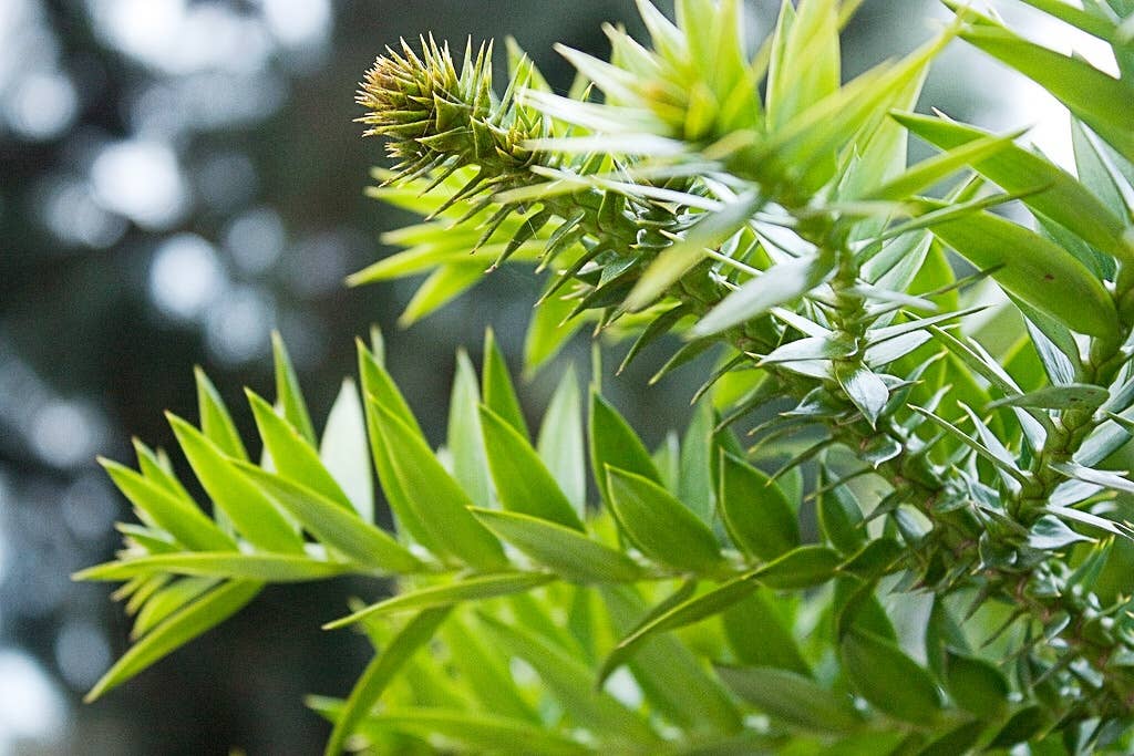 The Bunya Pine: A Strange, Impressive, and Useful Tree - Owlcation
