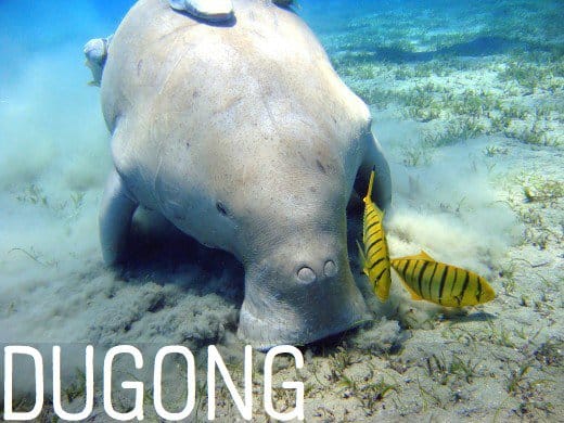 List of Ocean Animals: A Through Z - Owlcation