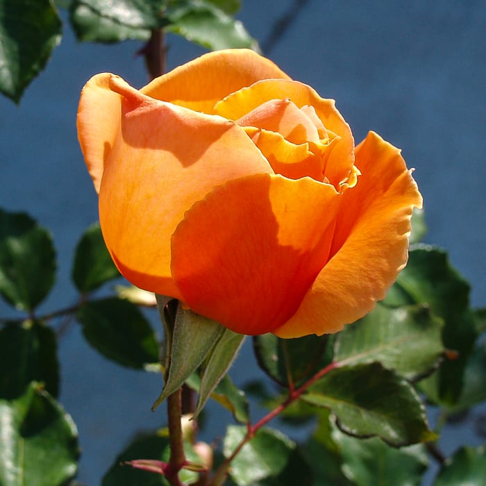 How to Say "I Love You" in 165+ Languages - Owlcation