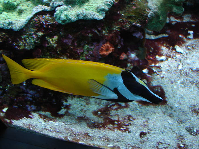 10 Spectacular Yellow Fish - Owlcation