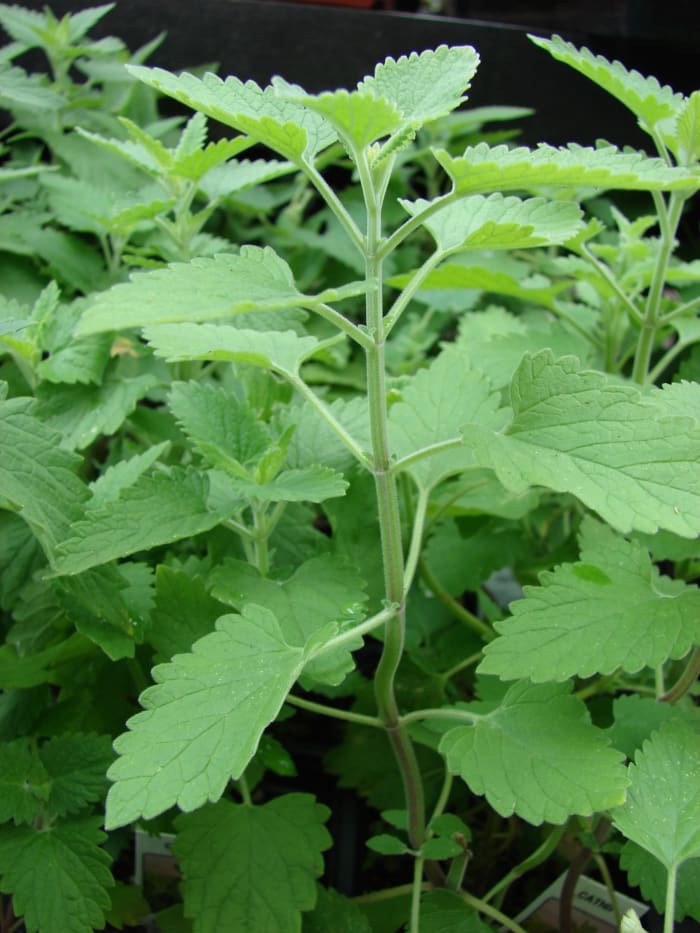 Catnip Insect Repellent and the Function of TRPA1 Channels - Owlcation