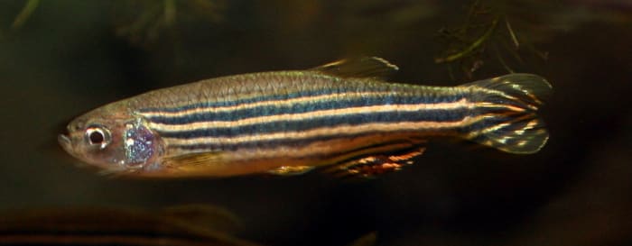 The Remarkable Role of Zebra Danio in Science - Owlcation