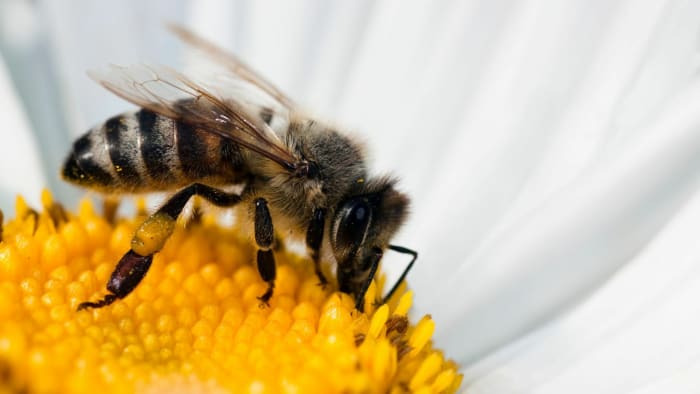 How Smart Are Honey Bees? - Owlcation