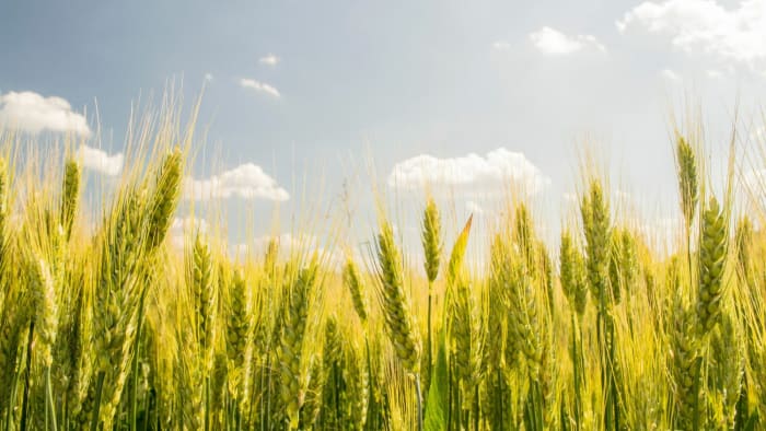 A Comprehensive Guide to Crop Identification - Owlcation