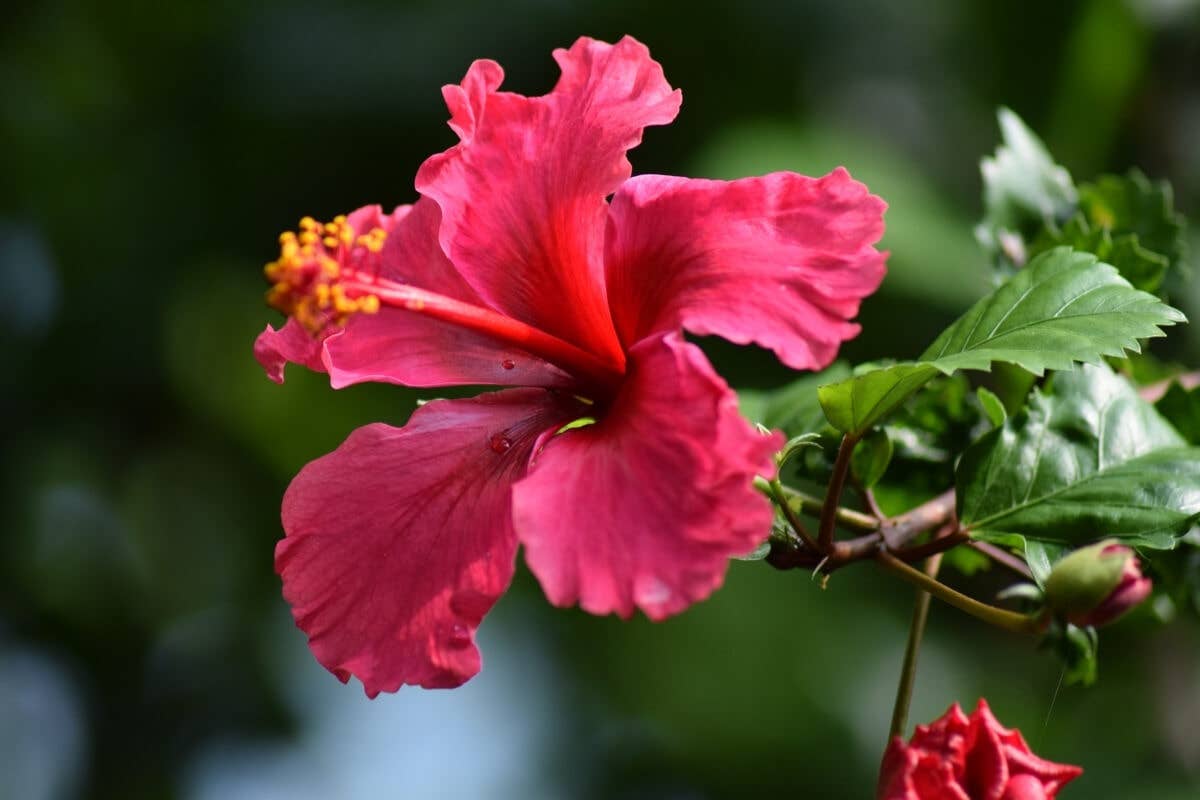 20 Most Beautiful Flowers of the Philippines - Owlcation
