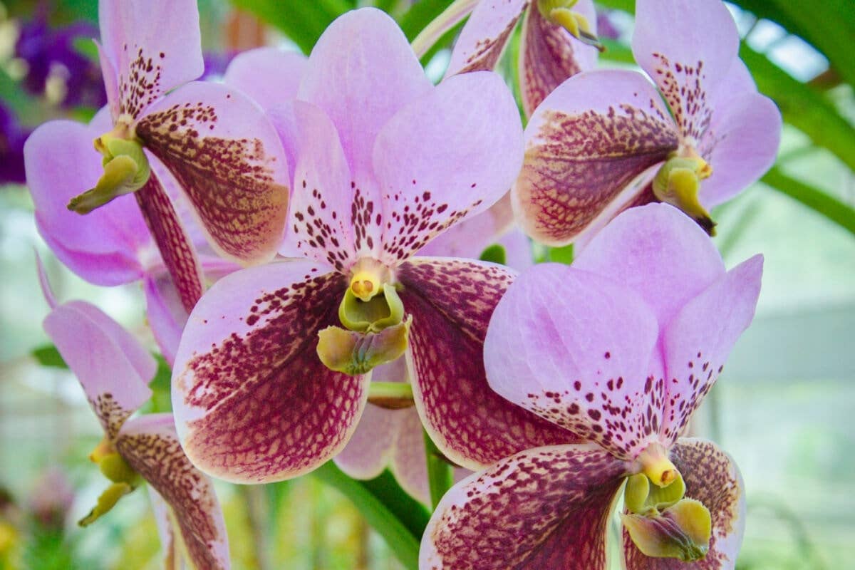 20 Most Beautiful Flowers of the Philippines - Owlcation