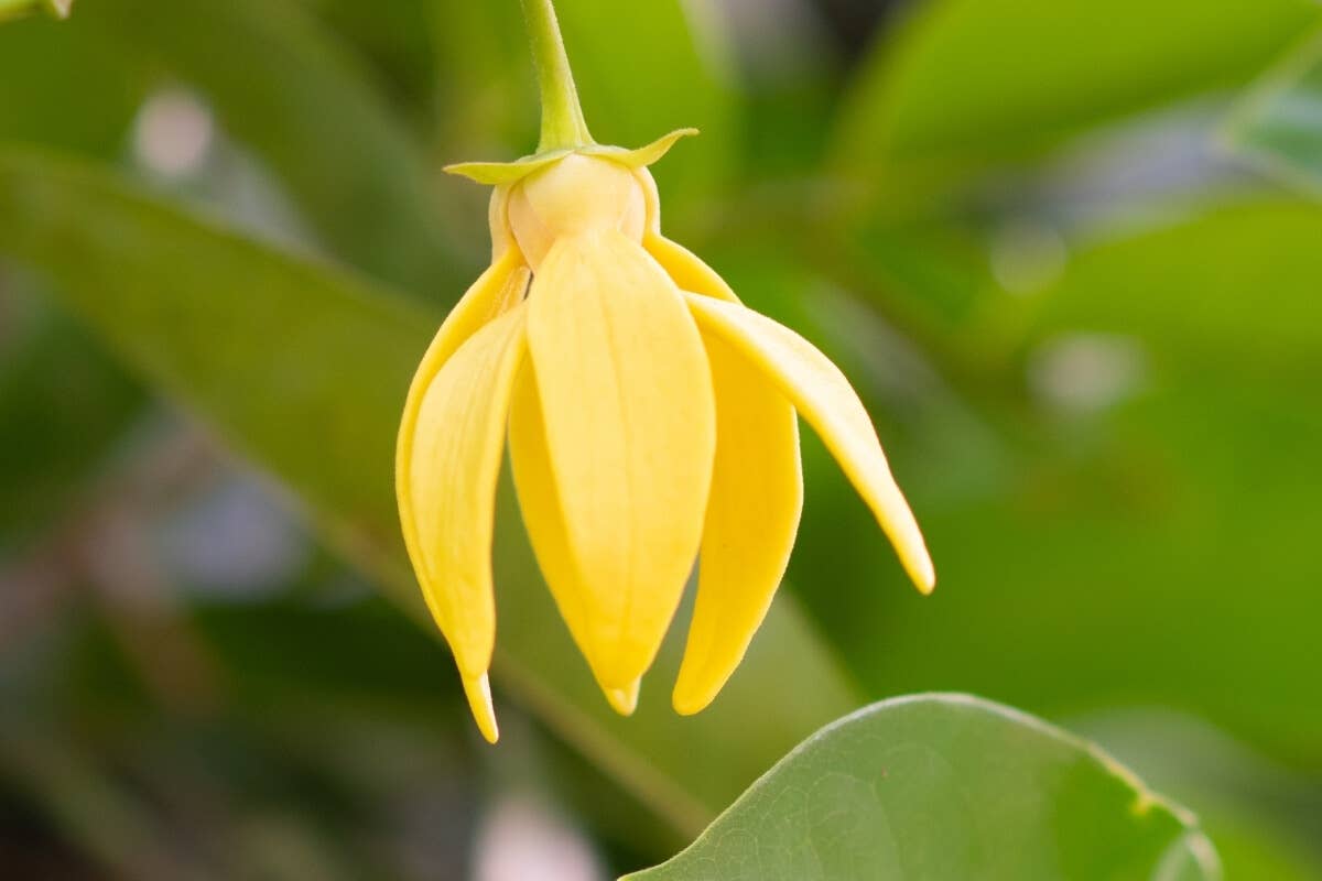 20 Most Beautiful Flowers of the Philippines - Owlcation