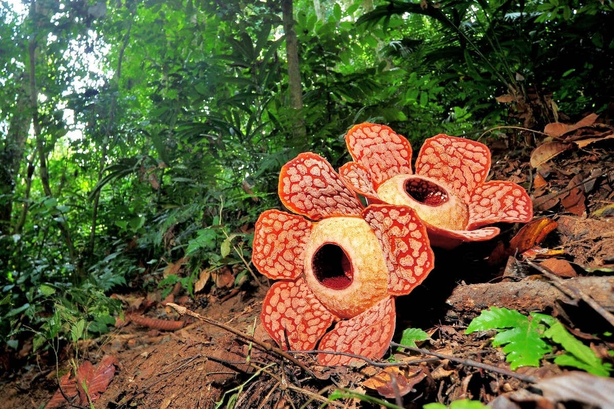 20 Most Beautiful Flowers of the Philippines - Owlcation