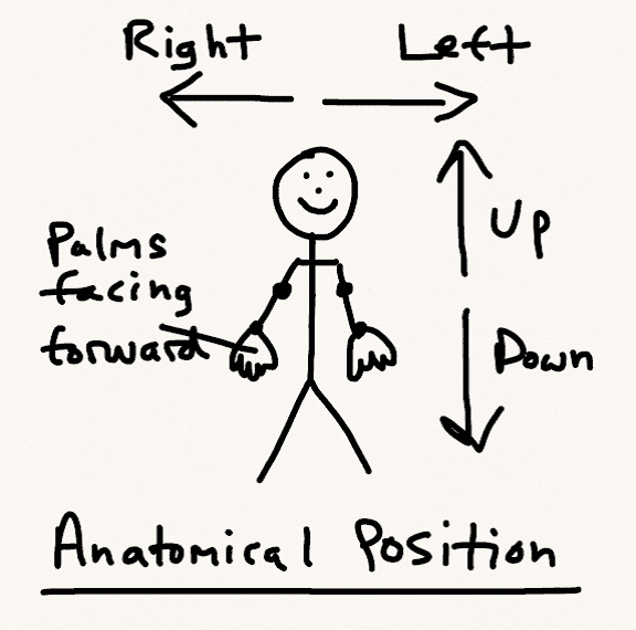 Human Anatomy: Anatomical Terminology, Orientation, and Movement ...