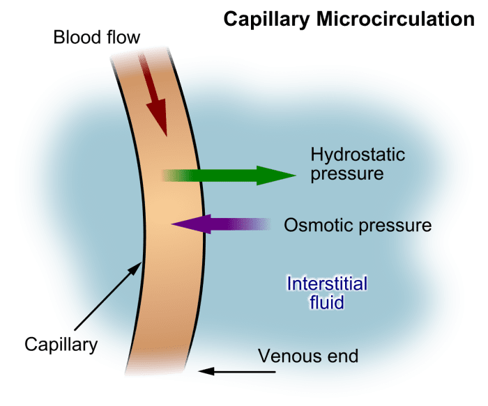 Interstitial Fluid and the Interstitium: Formation and Function - Owlcation