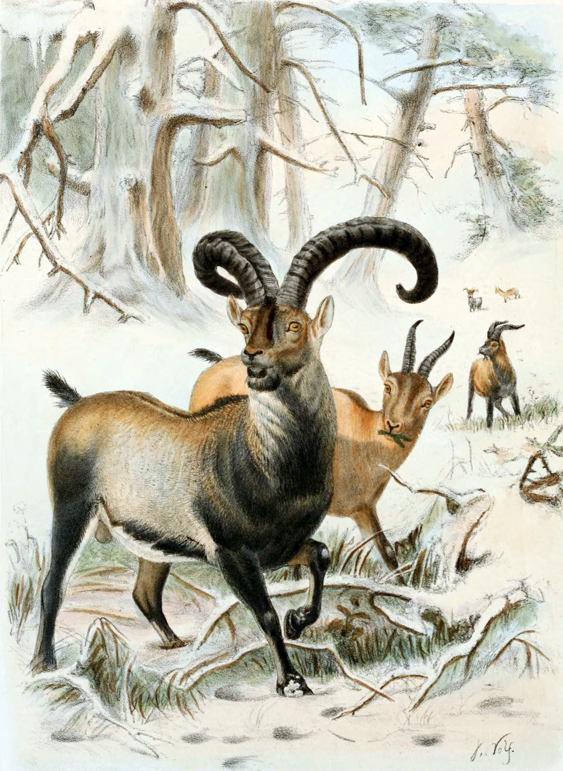 De-Extinction or Recreating Extinct Animals: Facts and Concerns - Owlcation