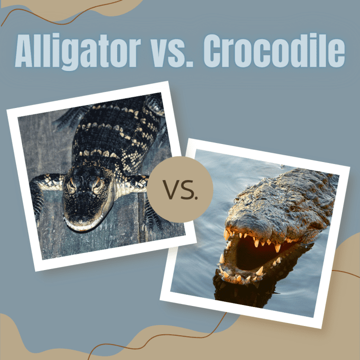 Differences Between Albino and Leucistic Crocodiles and Alligators ...