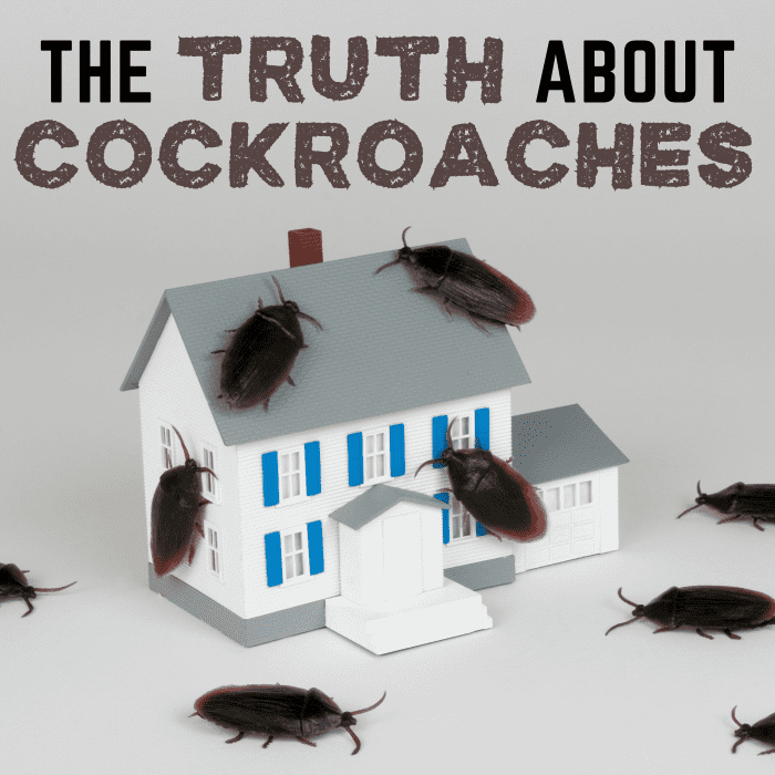 The Fascinating Truth About One of the World's Oldest Pests ...