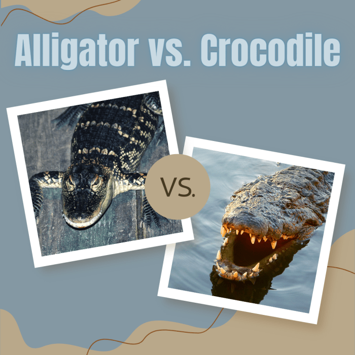 Differences Between Albino and Leucistic Crocodiles and Alligators ...