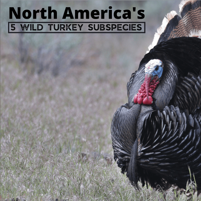 The 5 Wild Turkey Subspecies in North America (With Photos) - Owlcation