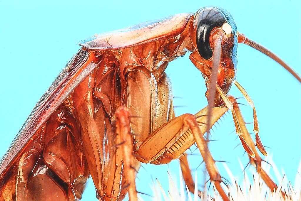 Cockroaches: Annoying Pests, Unusual Pets, and Living Robots - Owlcation