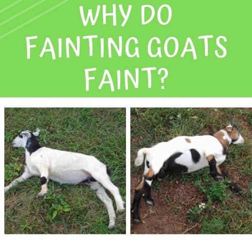 Fainting Goats: Why Do They Faint? - Owlcation