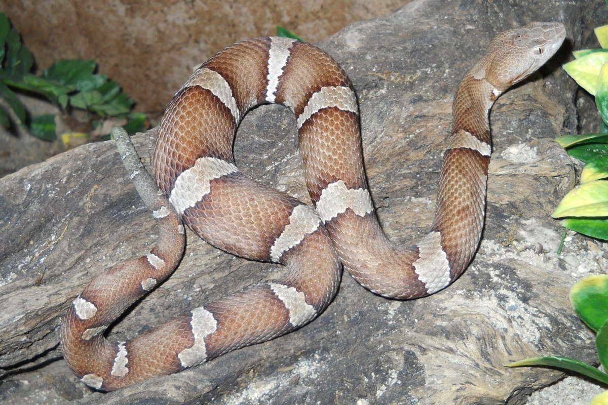 The Copperhead: A Venomous American Pit Viper - Owlcation