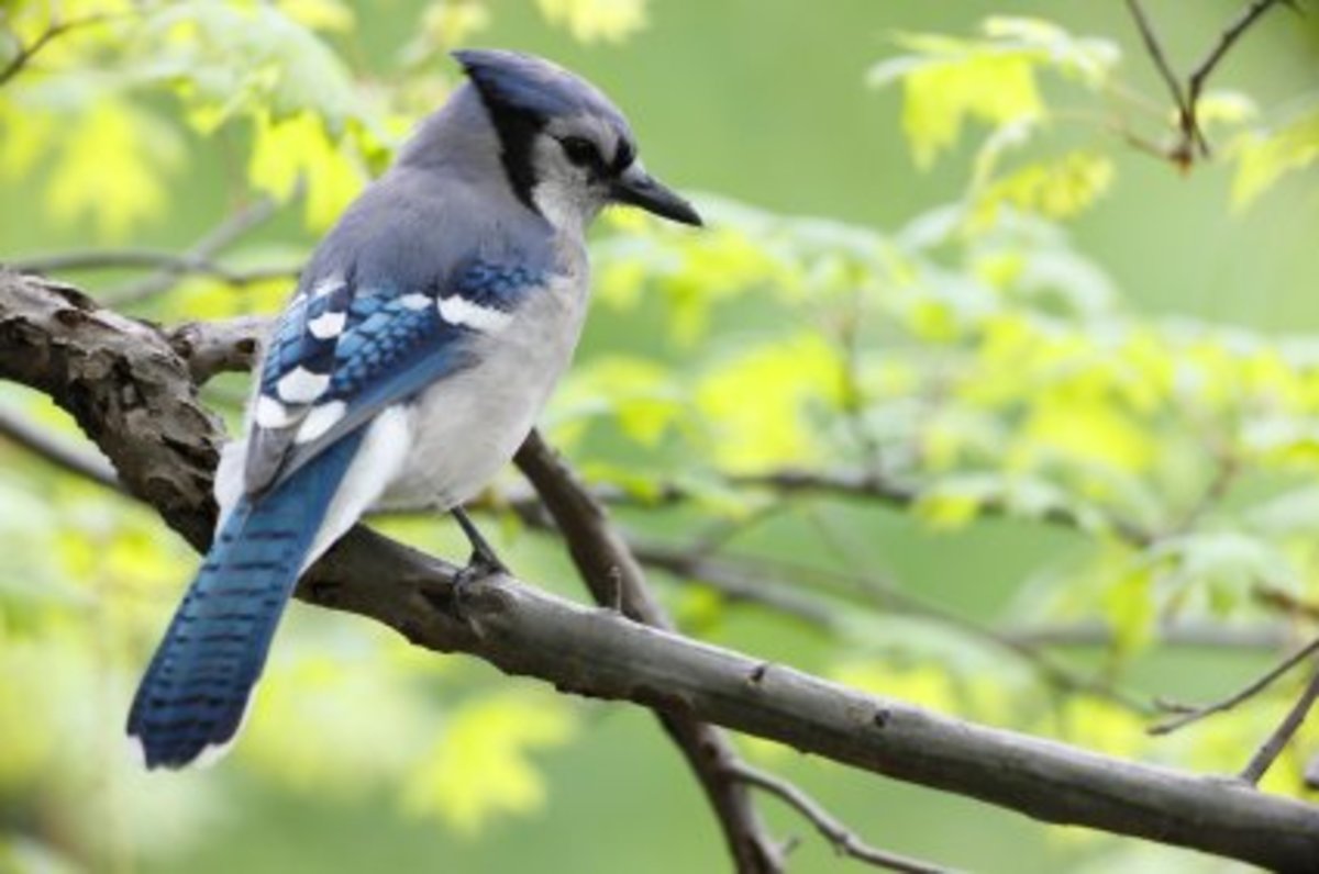 Blue Jays: Clever Mimics of the Bird World - Owlcation