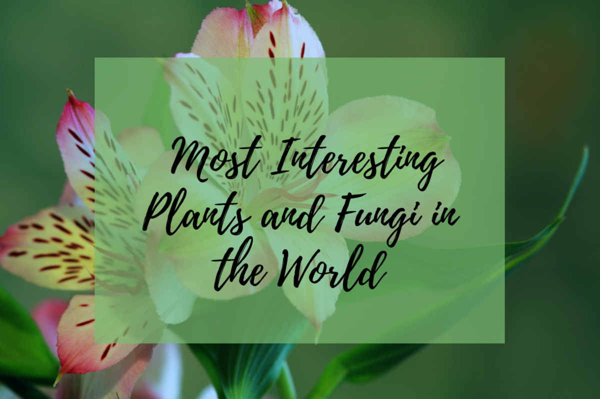 Top 20 Weirdest and Most Interesting Plants and Fungi in the World ...