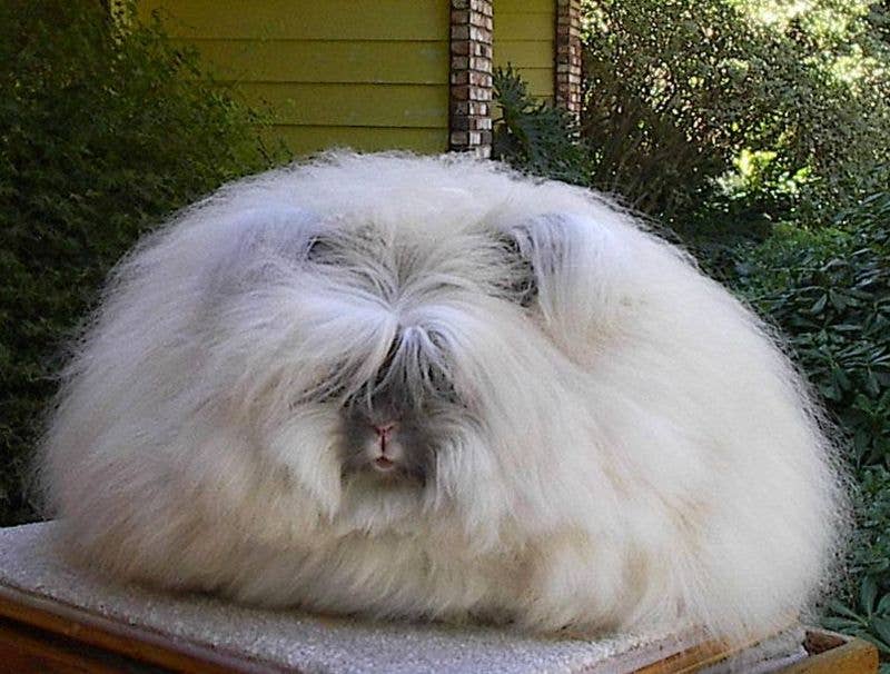 The 10 Most Interesting Animal Species You Probably Haven't Heard Of ...