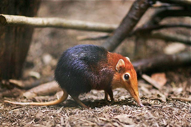 Elephant Shrews, or Sengis: Curious Mammals With Long Noses - Owlcation
