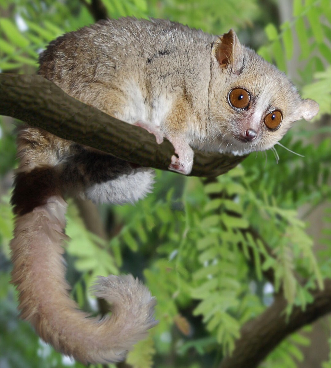 Mouse Lemurs: Tiny and Endangered Primates of Madagascar - Owlcation