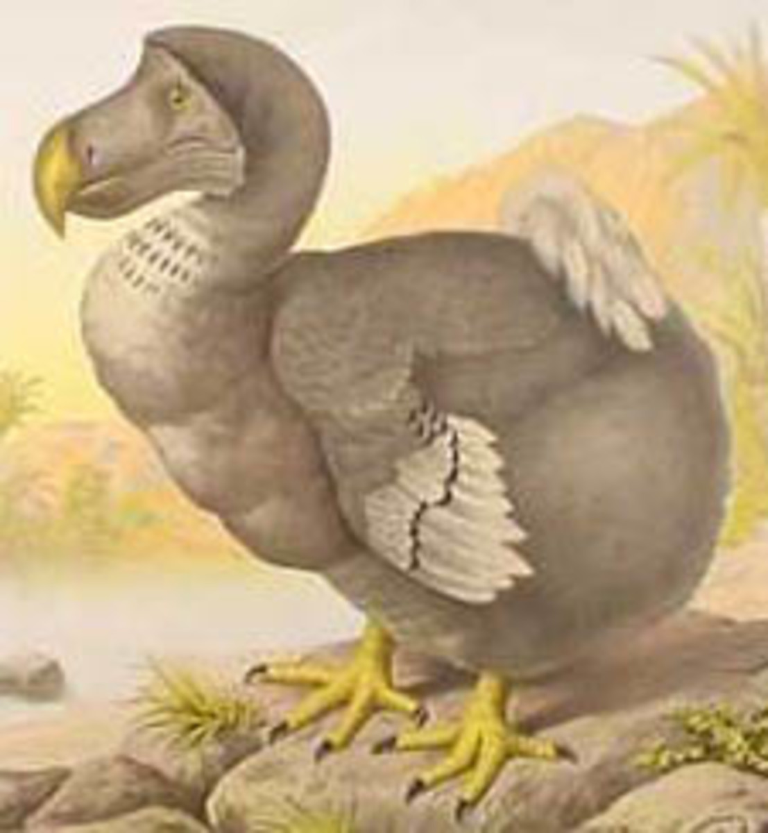 15 Extinct Bird Species and Possible Reasons for Their Extinction ...