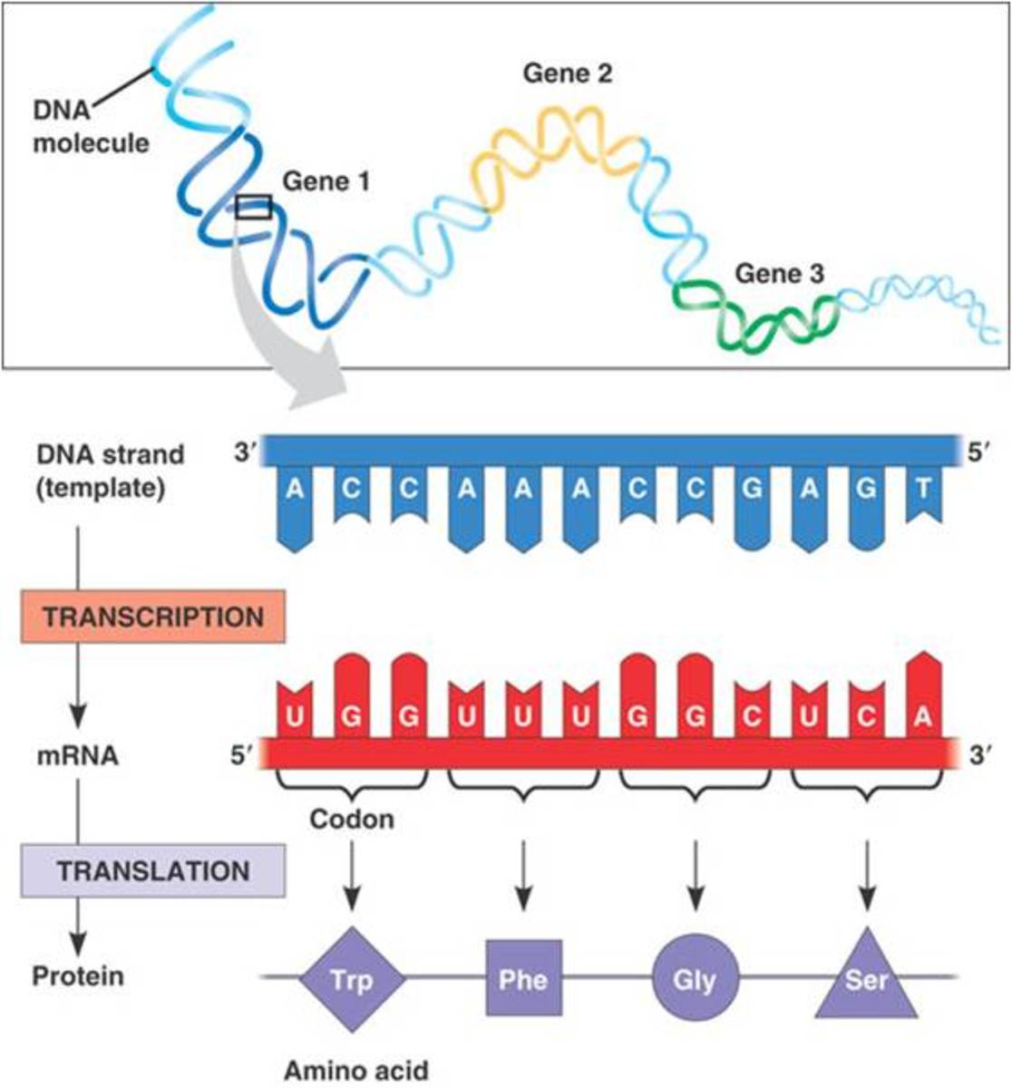 Protein Production: A Simple Summary of Transcription and Translation ...