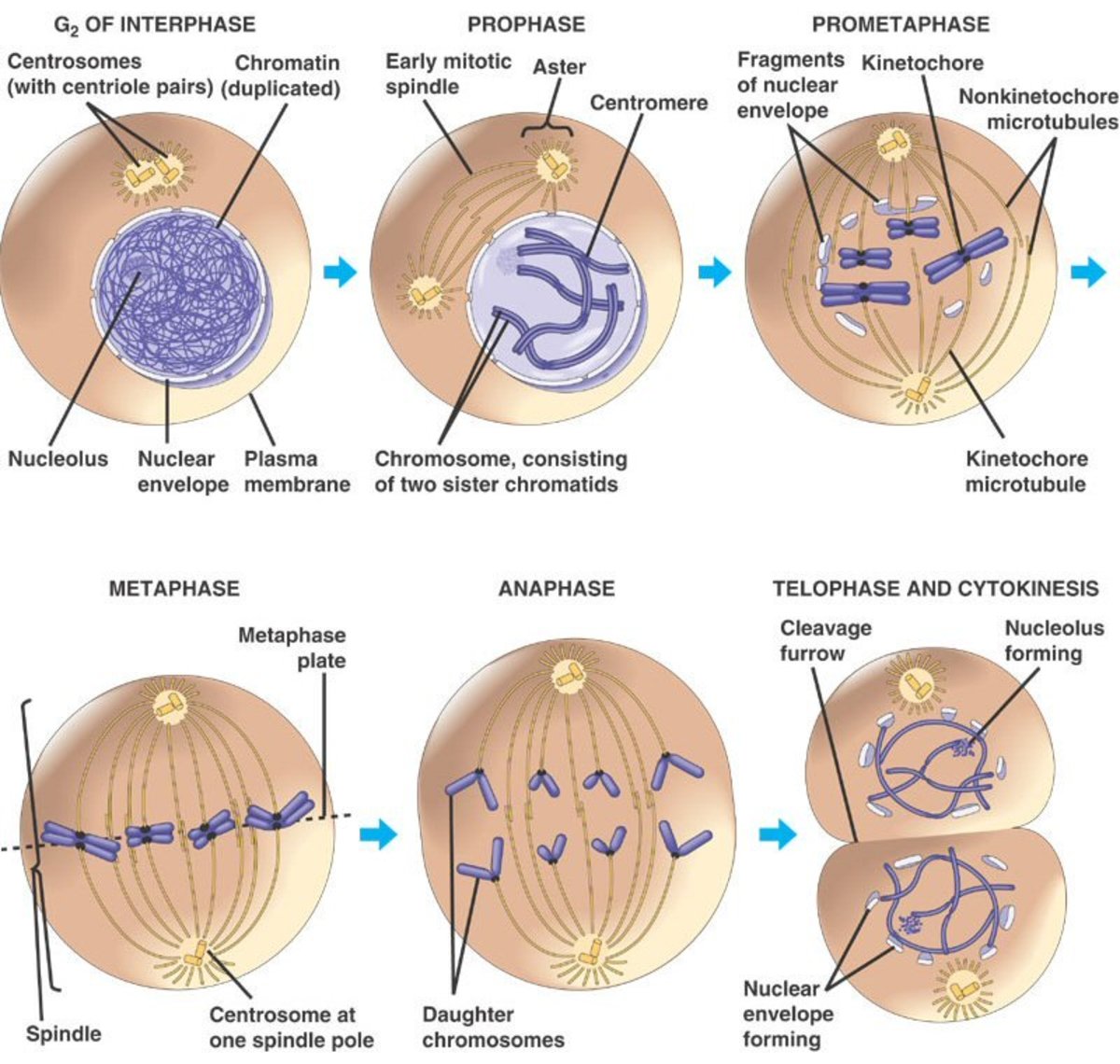 Cell Cycle Stages: Mitosis (Metaphase, Anaphase, Telophase) - Owlcation