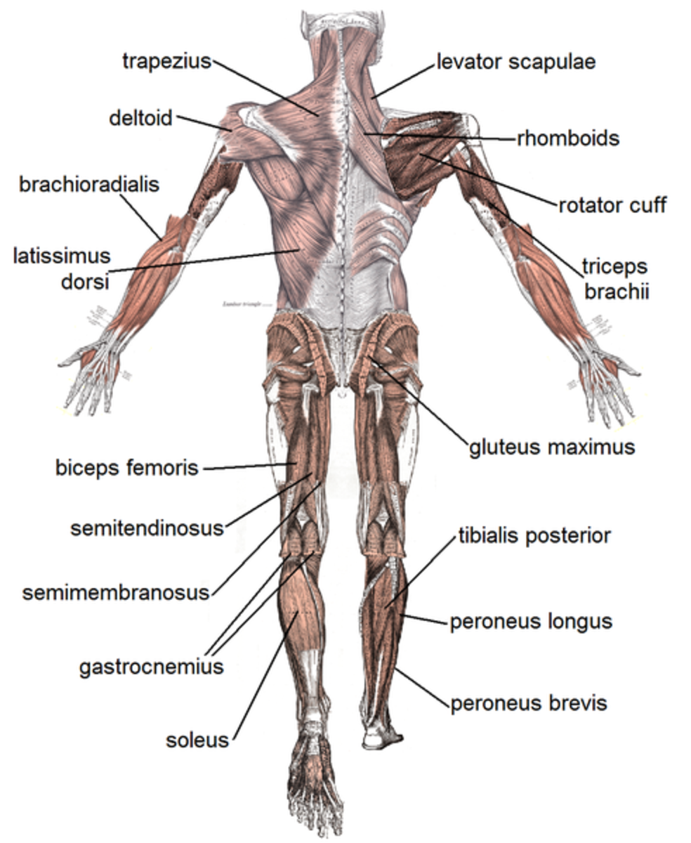Human Muscular System: What's the Busiest Muscle in the Body? - Owlcation