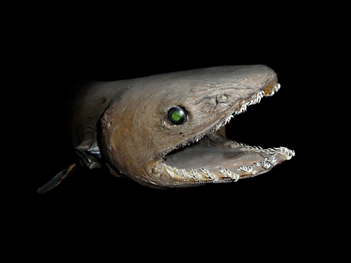 Frilled Shark Facts: A Strange and Fascinating Deep-Sea Fish - Owlcation