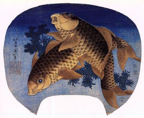 Japanese Koi Fish Painting