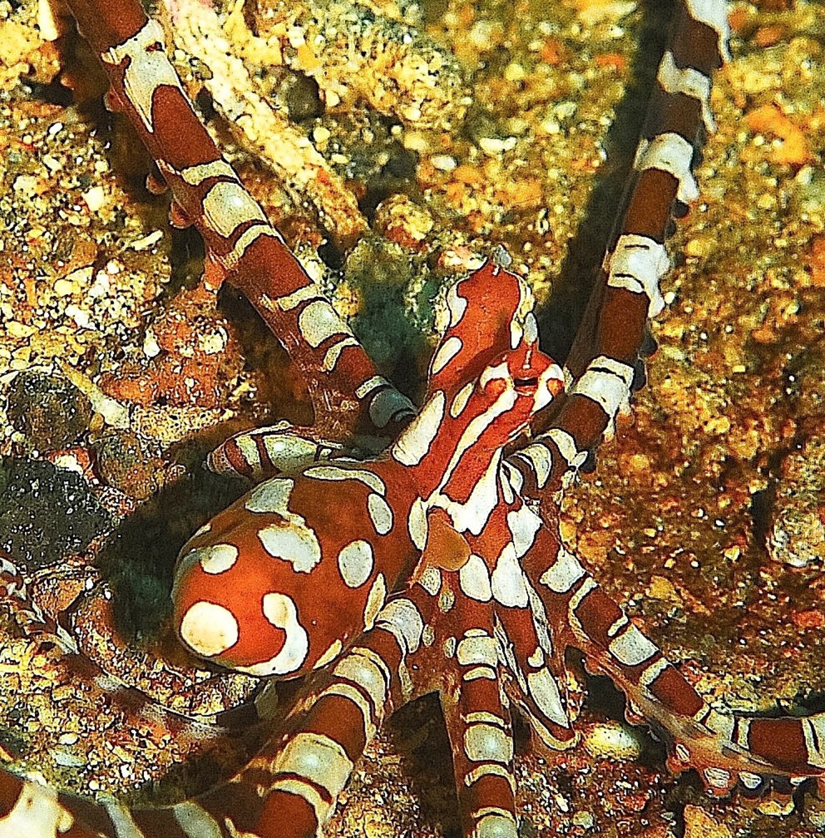 Wonderpus and Mimic Octopus Facts: Fascinating Mollusks - Owlcation