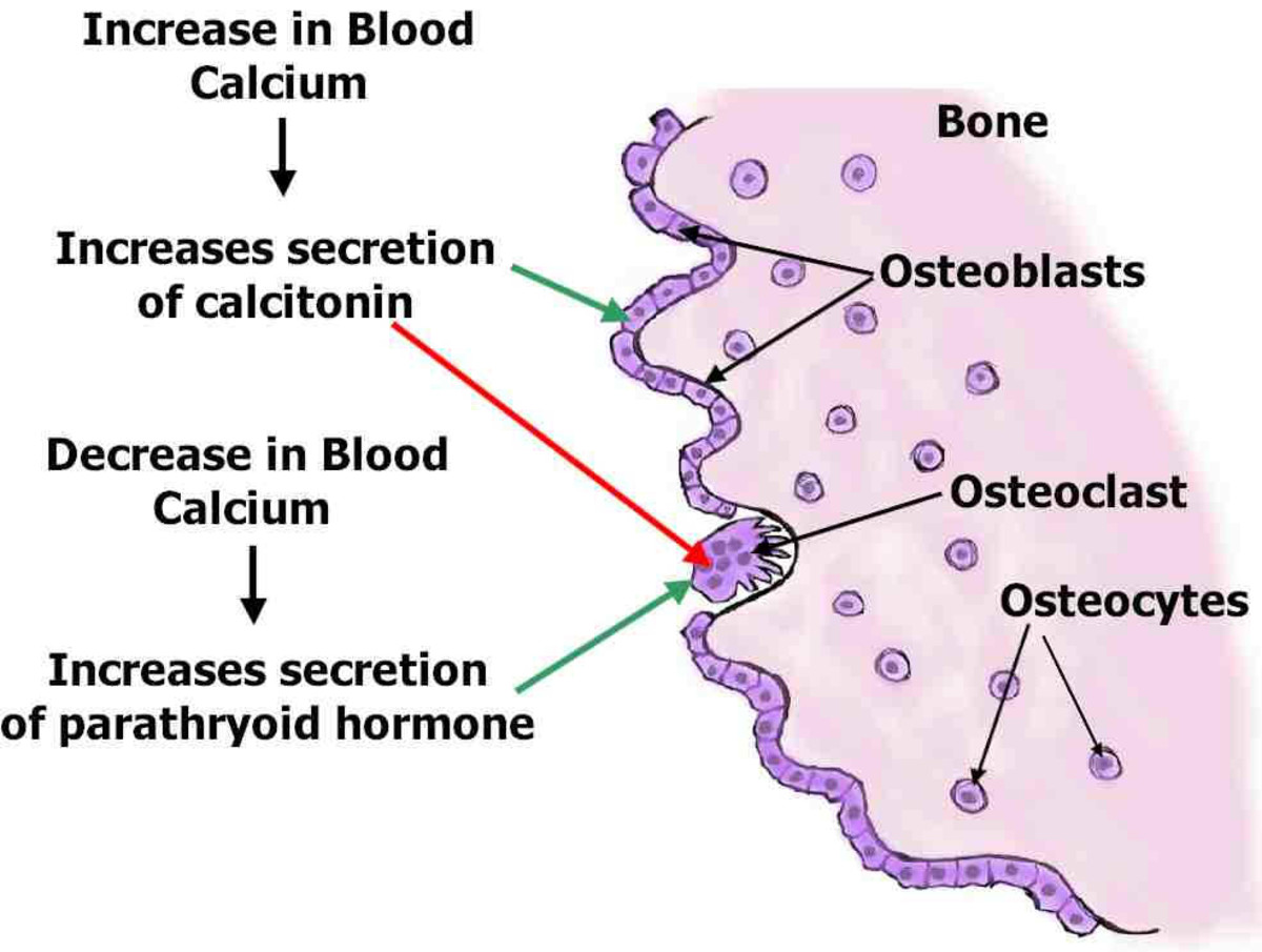 The Process of Bone Resorption Explained - Owlcation