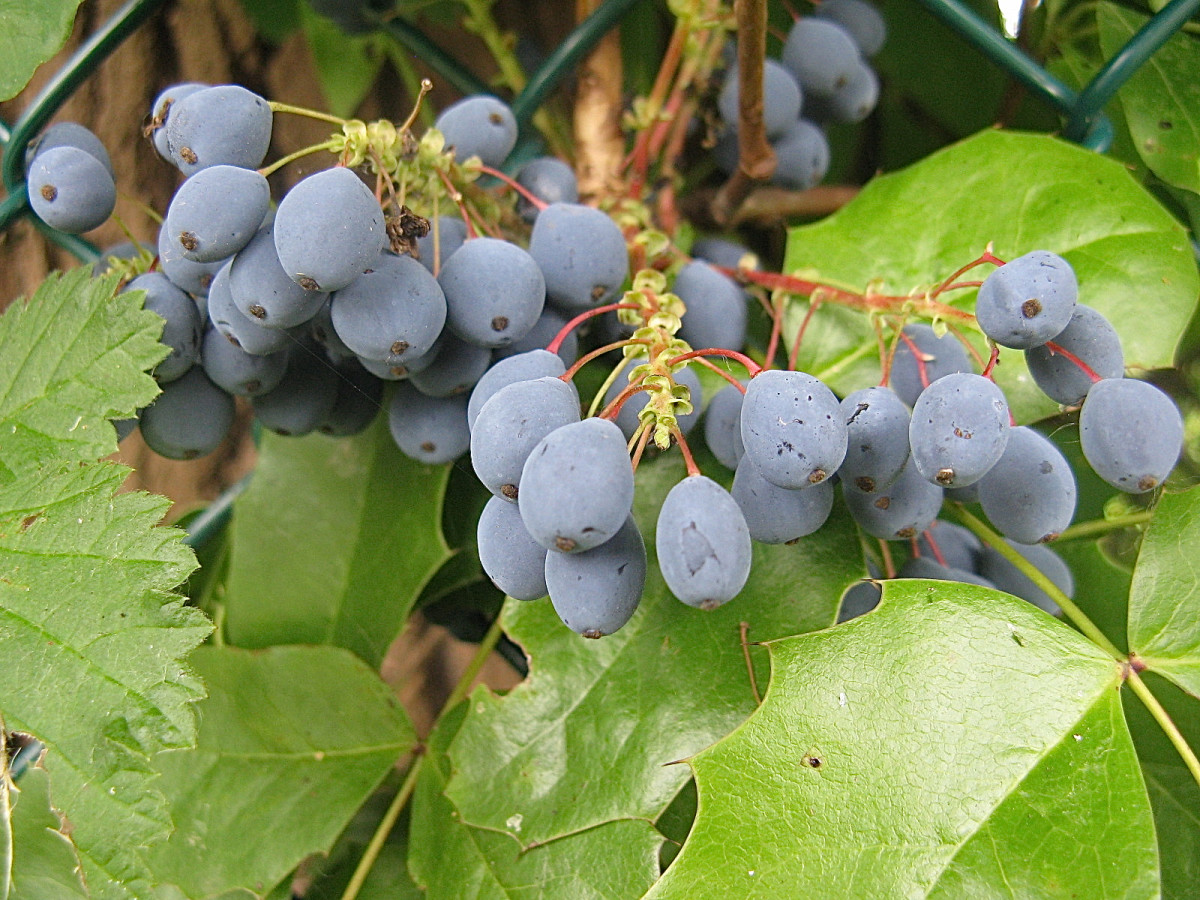 Oregon Grape Plant and Potential Uses of Berberine - Owlcation
